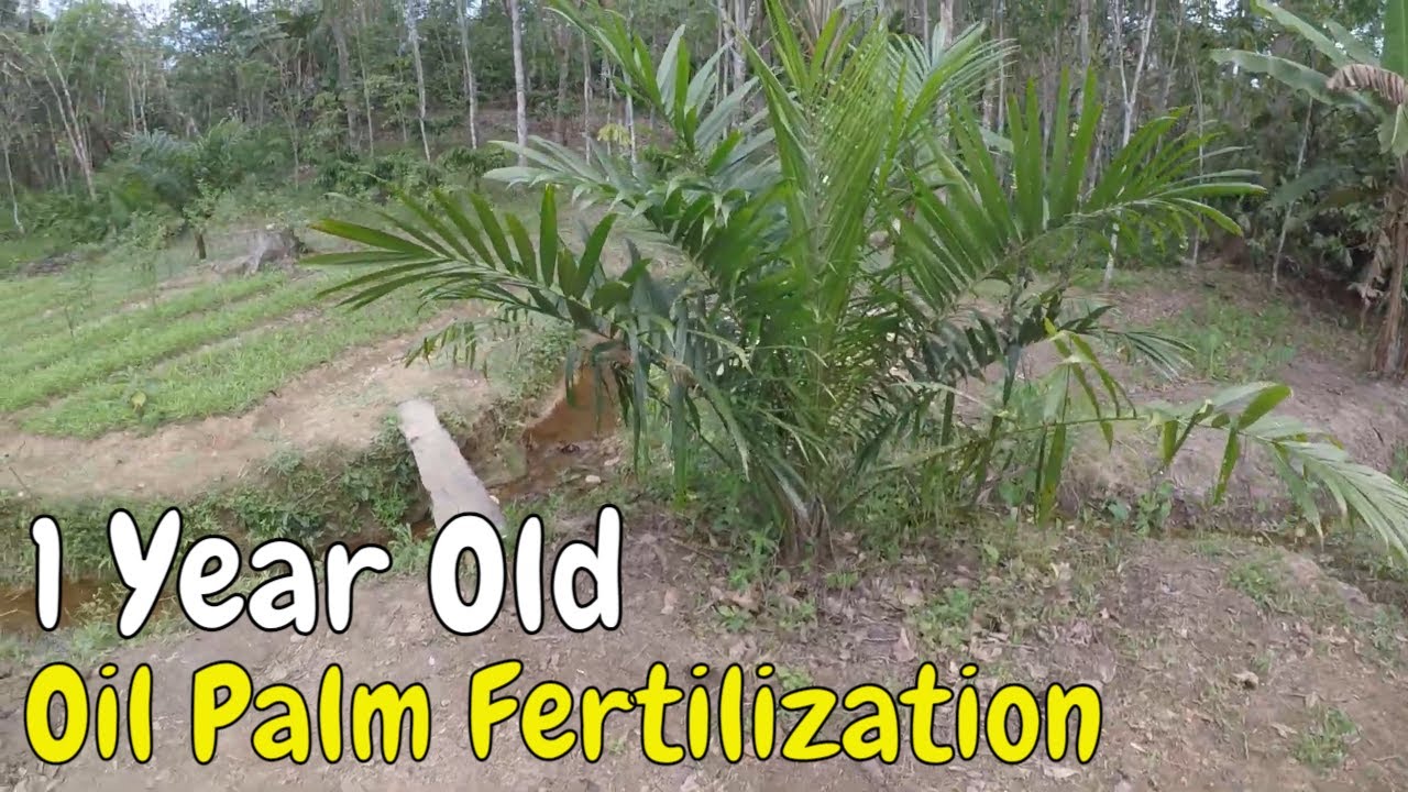 1 year old oil palm plantation fertilization - YouTube