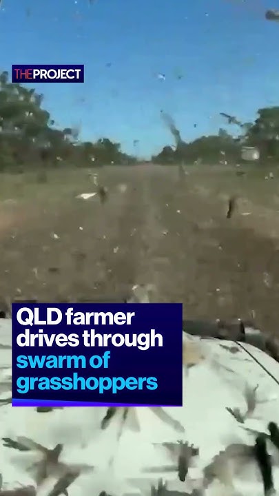 QLD farmer drives through swarm of grasshoppers - YouTube