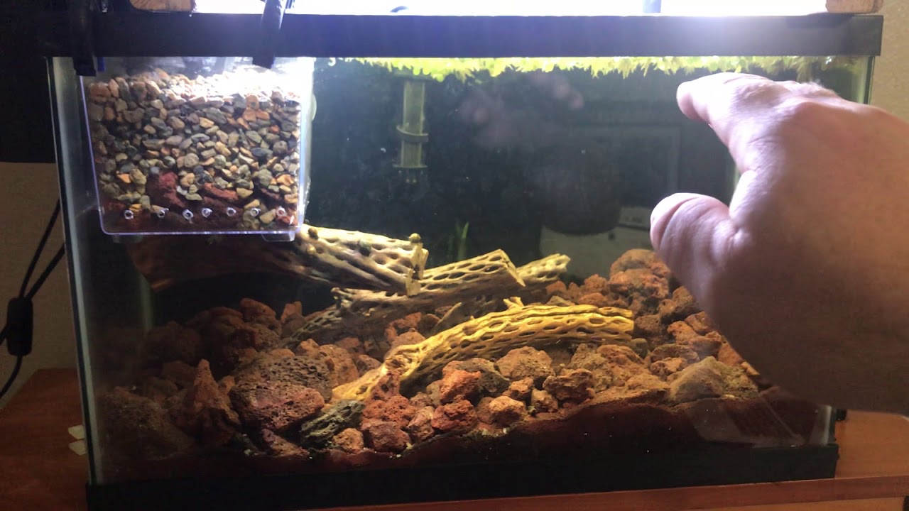 New Freshwater Shrimp Tank - Cold Hardy Grass Shrimp - YouTube