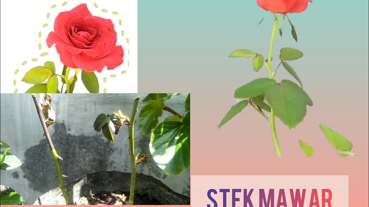 Cara sederhana stek batang bunga mawar || dijamin berhasil - YouTube
