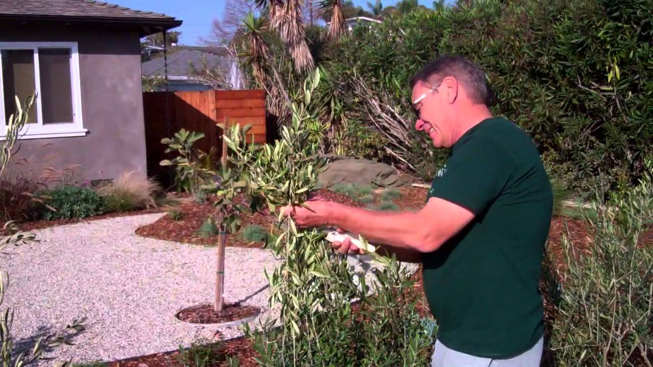 What Is The Best Olive Tree For Hedging at Walter Reece blog