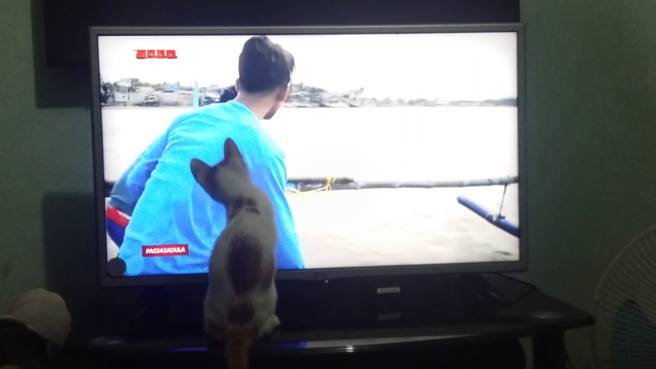 My cat Vee - YouTube