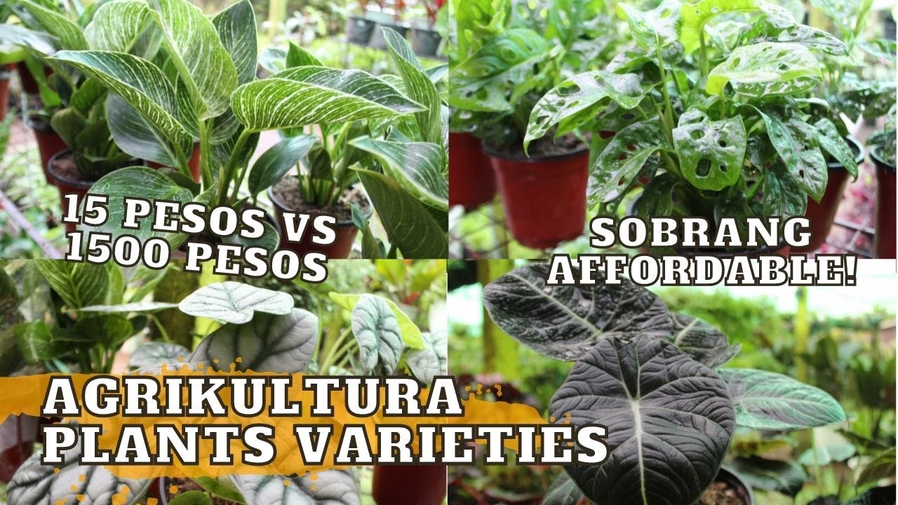 Title : MURANG BILIHAN NG HALAMAN SA SILANG CAVITE | ANG DAMING ...