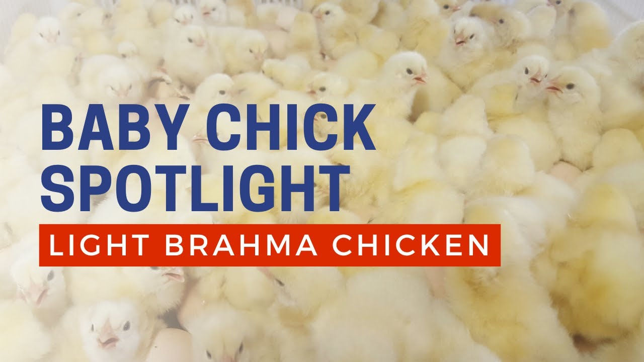 Hatching Out Light Brahma Baby Chicks at Cackle Hatchery - YouTube