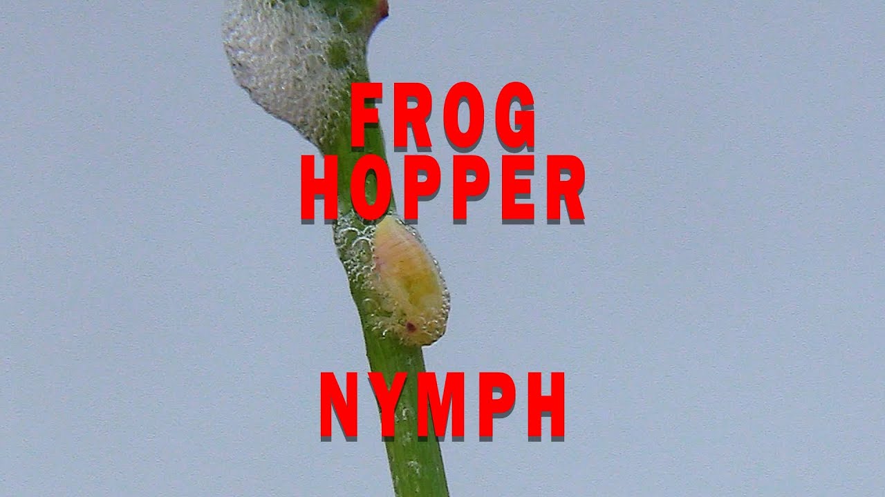 FROG HOPPER NYMPH - YouTube