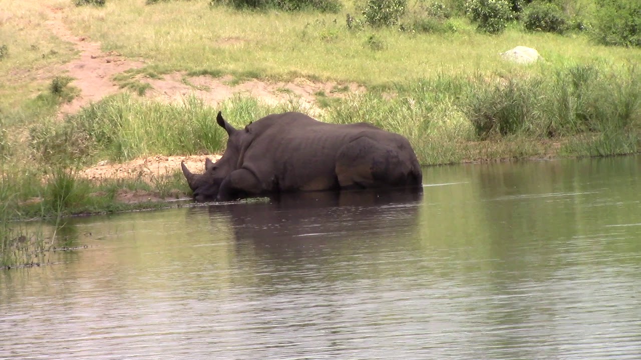 RHINO BIYAMITI WEIR - YouTube