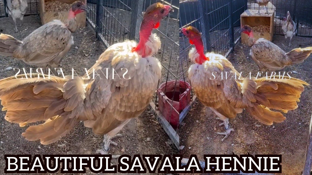 Breeding Season Beautiful Color Hennie Black Chocolate SAVALA FARMS ...