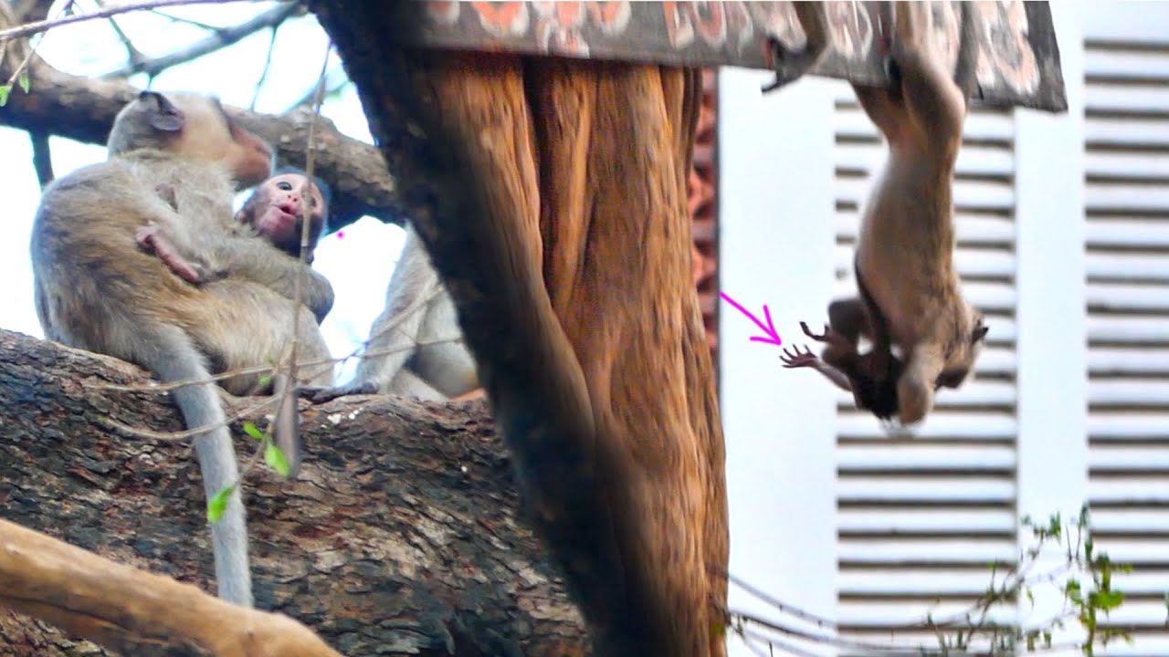 Oh p-i-t-iful...Why does two monkeys take baby monkey RAMINA plays far ...