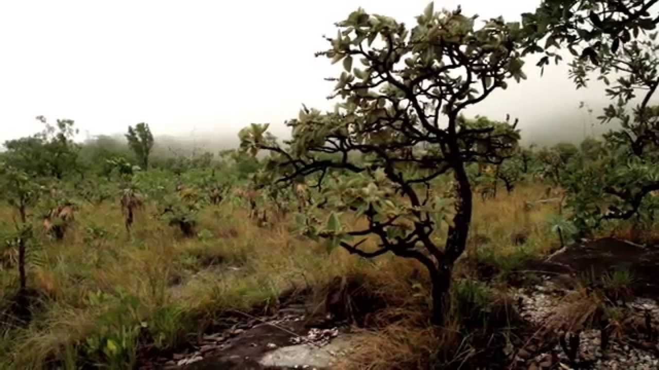 Plano Cerrado - Um olhar sobre a natureza do Cerrado Brasileiro - YouTube