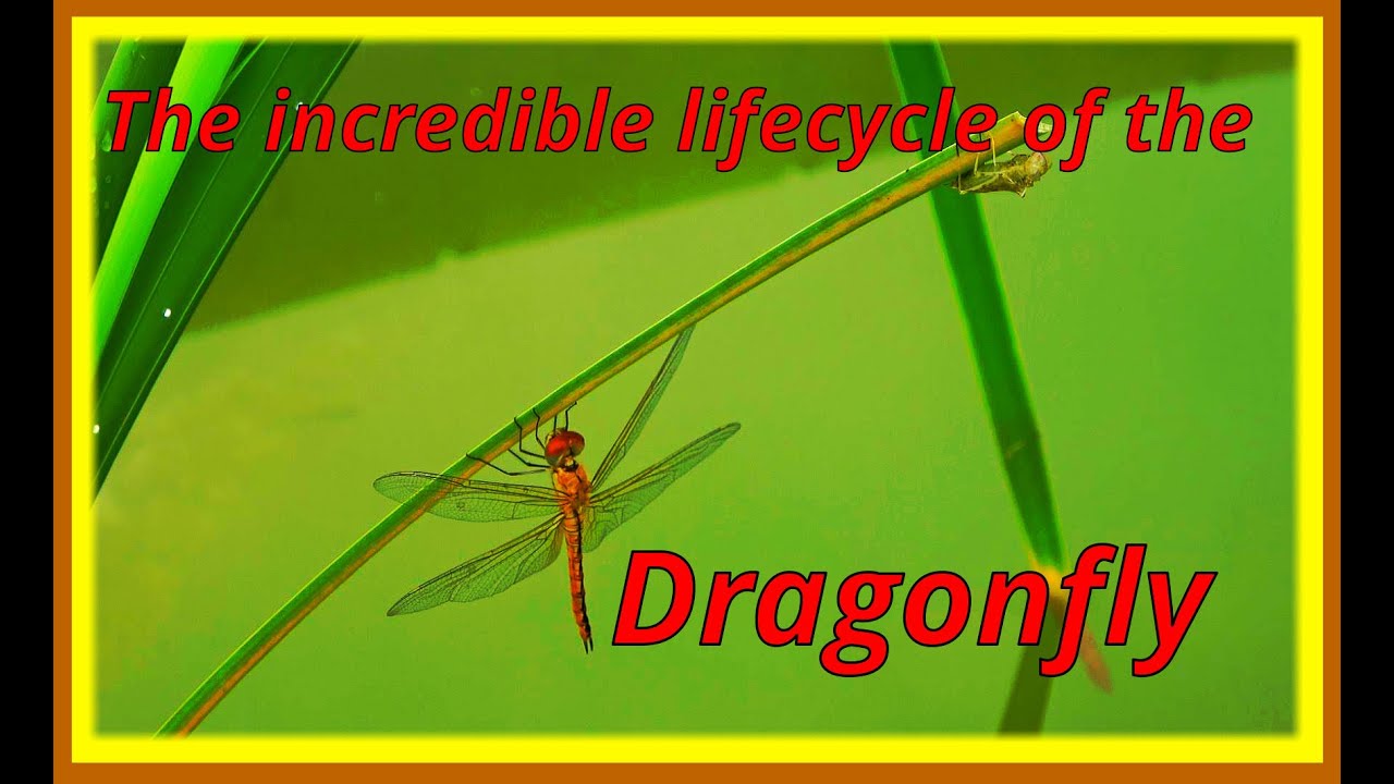 The amazing life cycle of a dragonfly. Egg - Nymph - Adult. - YouTube