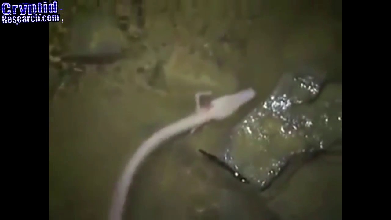 Caught on Tape 2017 Real Dragon Found Alive on Camera in China Cave ...