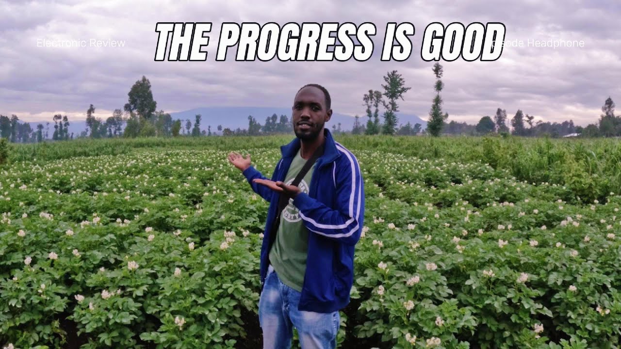 🇷🇼THE PROGRESS IS GOOD| IRISH POTATOES. - YouTube