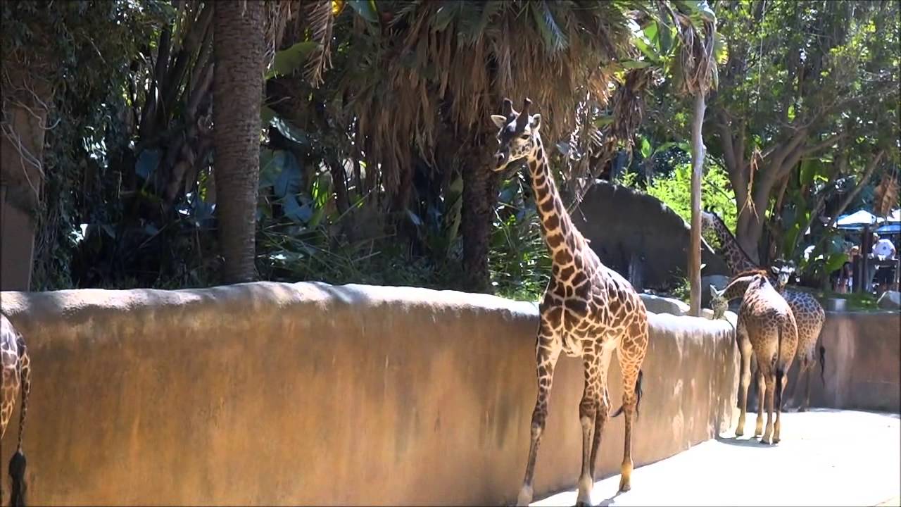 Animal Scenes at the Los Angeles Zoo in June 2015 - YouTube