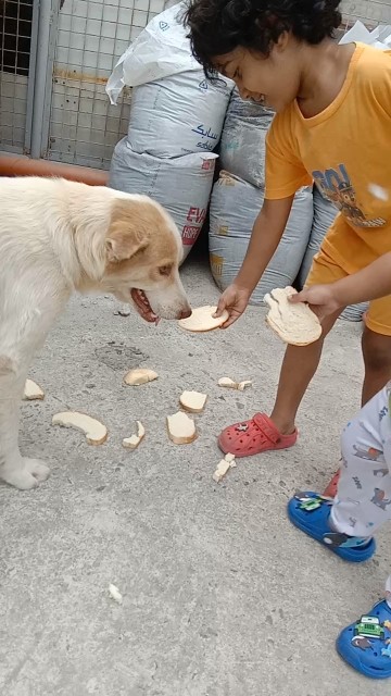 #cutebaby Mohit and Nyra play dog 🐶🐕#shortvideo #trendingshorts #baby 🐕 ...