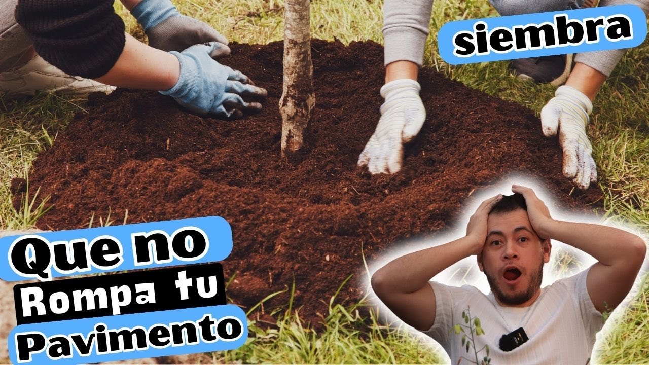 Como Sembrar Un Arbol Para Que No QUIEBRE Pavimento - Banquetas - YouTube