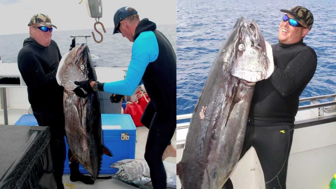 Spearing The Menu: 'DOGTOOTH TUNA II' Coral Sea Australia - YouTube
