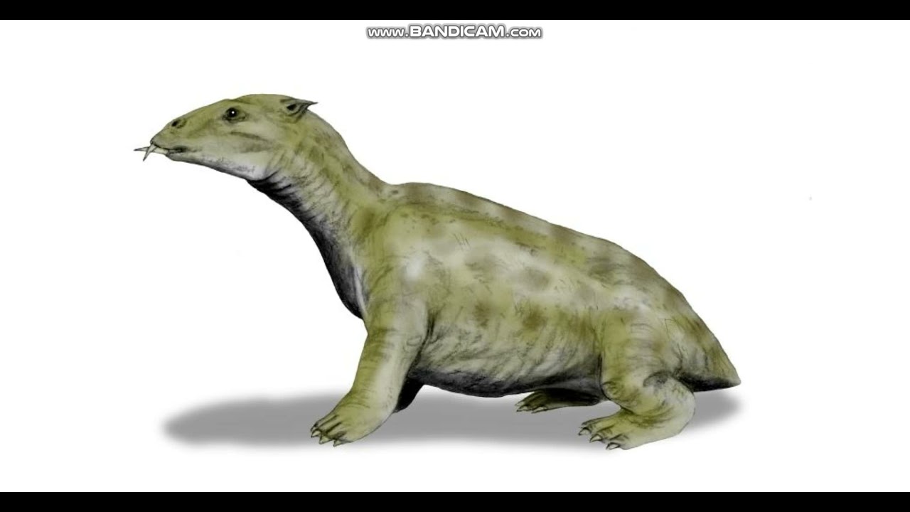 Desmostylus Sounds - YouTube