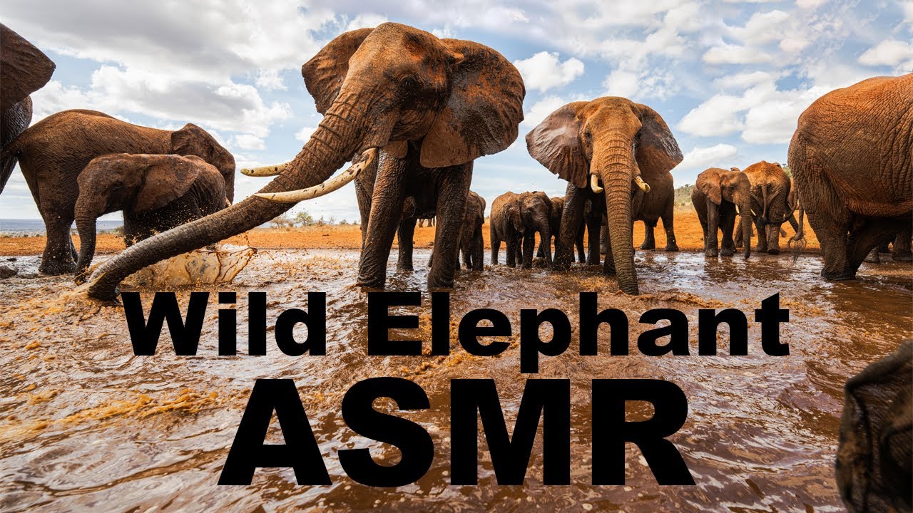 Wild Elephant ASMR 4k - Watering hole - YouTube