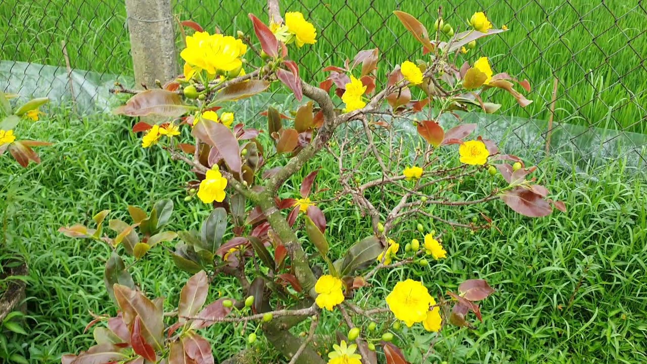 19/2 cây mai bỏ bờ ruộng nhìn cũng oke ko mọi người(0357894469) - YouTube