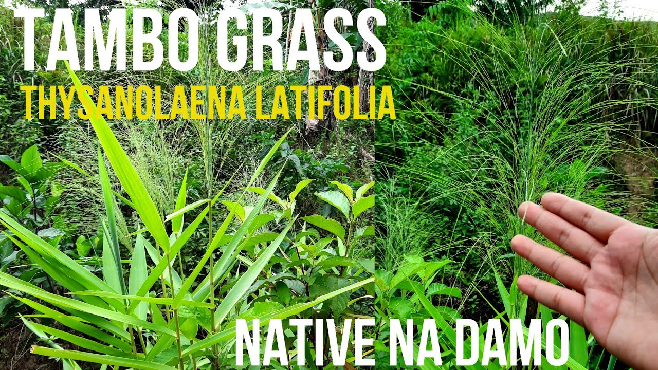 Tambo or Tiger Grass (Thysanolaena latifolia) Philippine Native Grass ...