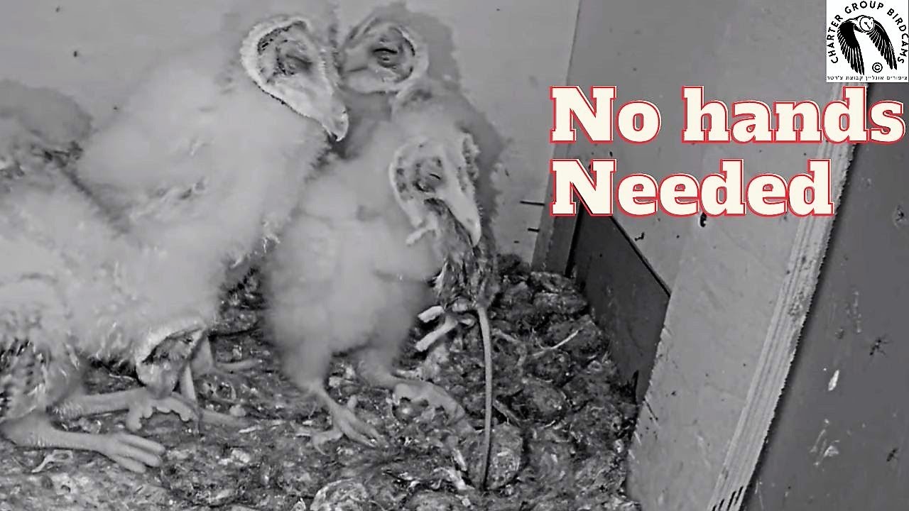 Barn owl nestling swallows rat fast - YouTube