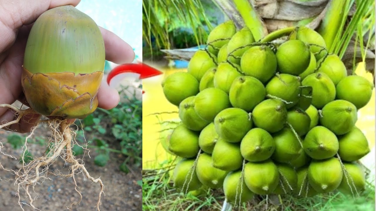 Magical method of Growing Coconut Tree from Coconut Fruit so they take ...