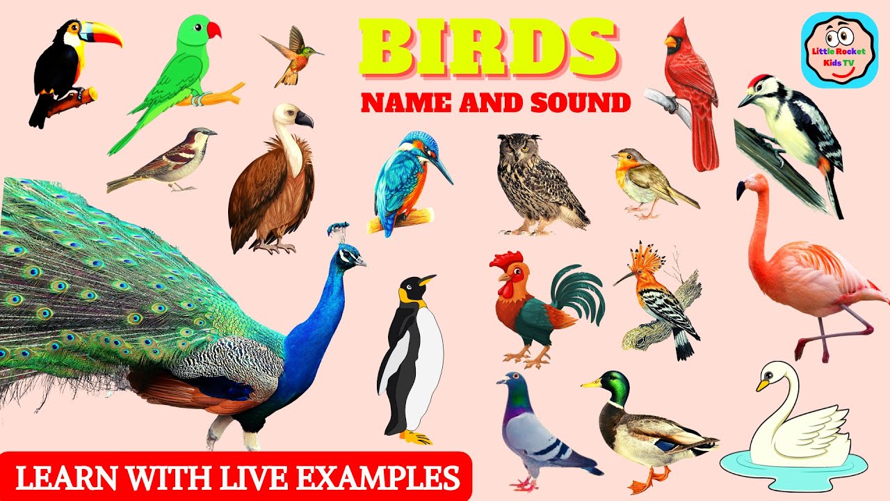 BIRDS Names and Sounds - Learn Bird Species in English With Live ...
