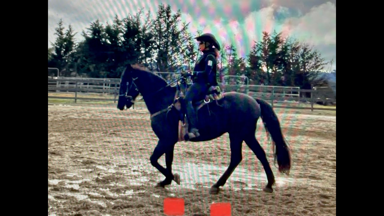 How To Get An Awesome Saddle Gait/ Slow Rack/ Rack - YouTube