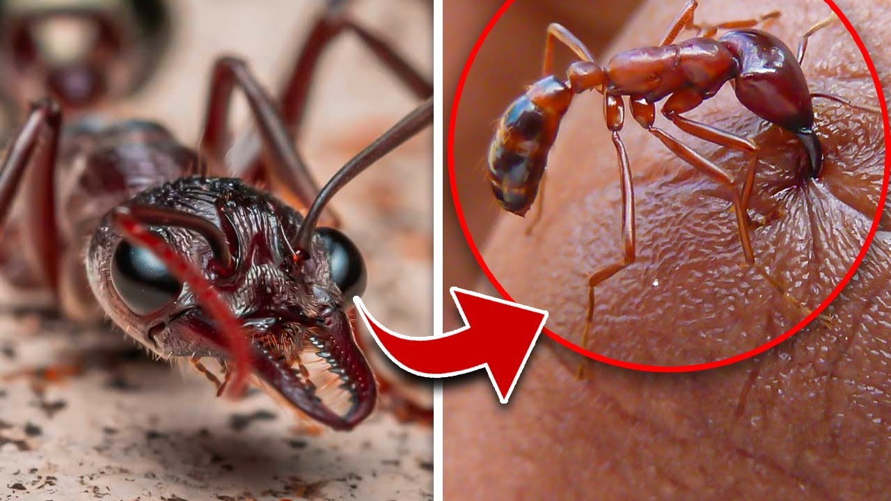 Top 10 Most Dangerous Insects In The World - YouTube