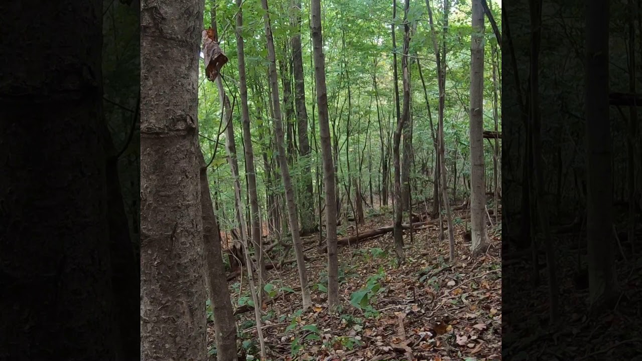 2019 early season West Virginia Black Bear hunt - YouTube