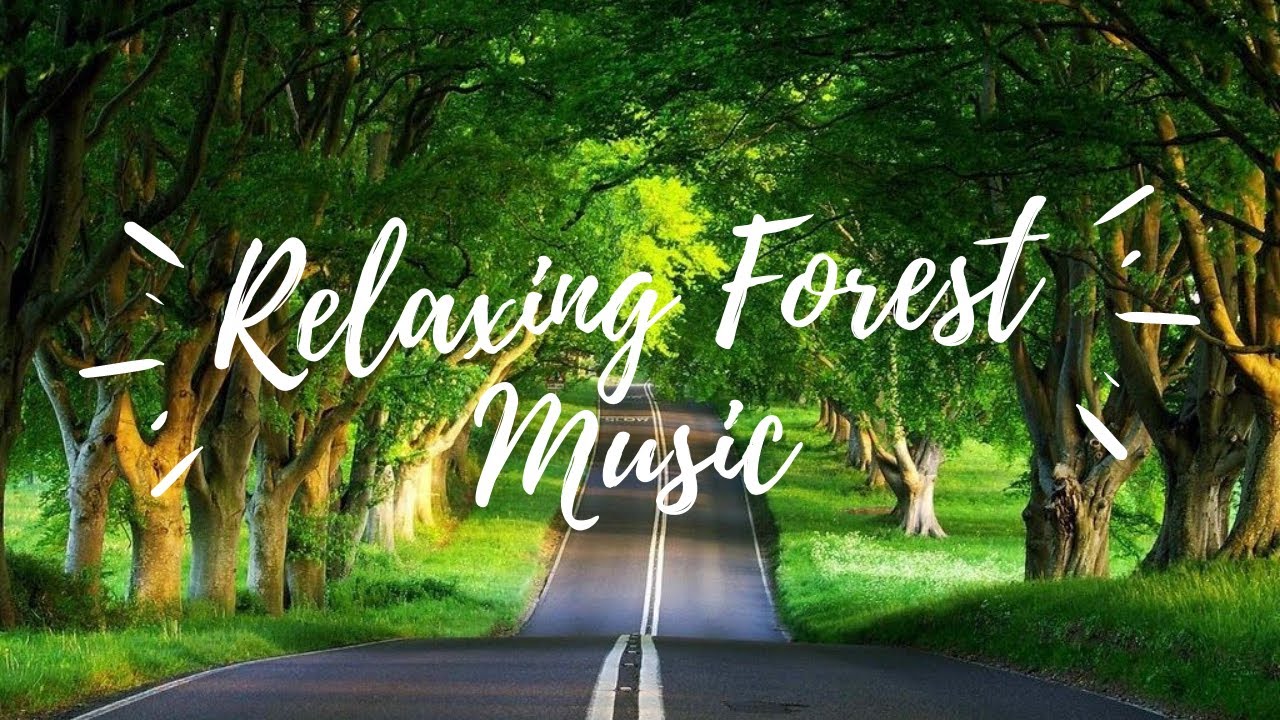 RELAXING FOREST CLASSICAL MUSIC - YouTube