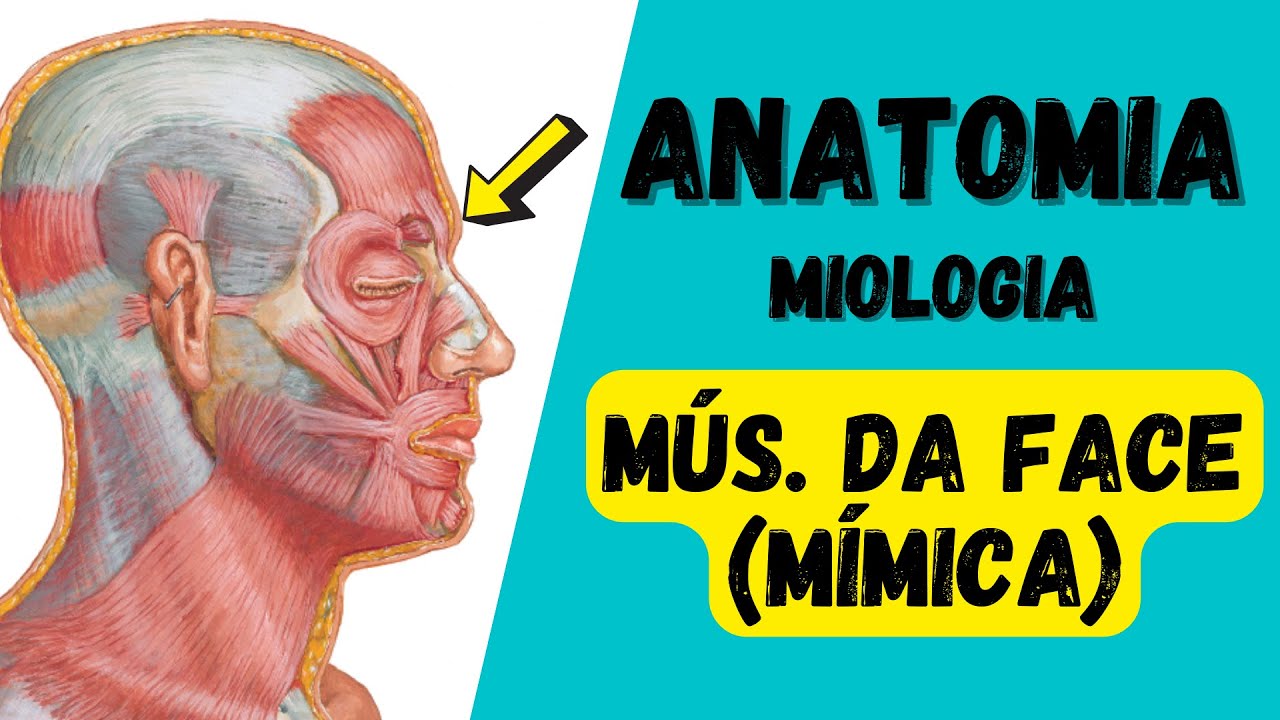 ANATOMIA - MÚSCULOS DA FACE (MÍMICA) - YouTube