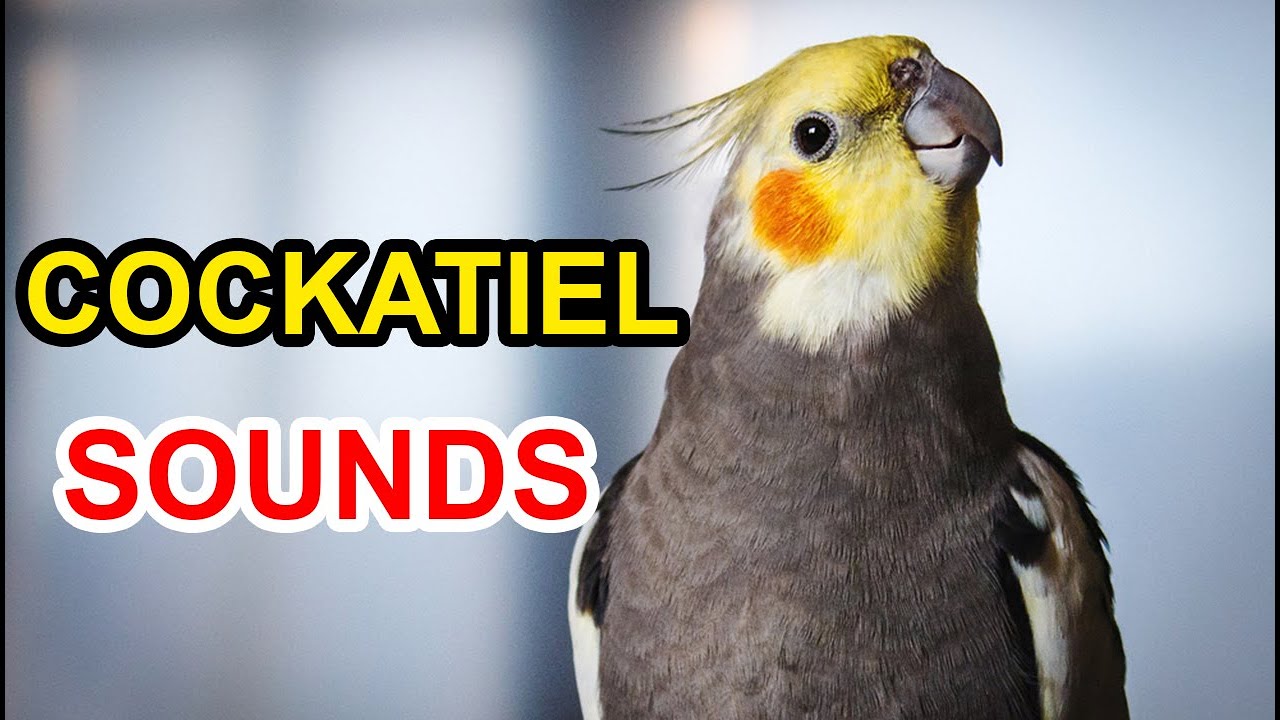 Male Cockatiel Singing Sounds cockatiel bird singing in nature Pied ...