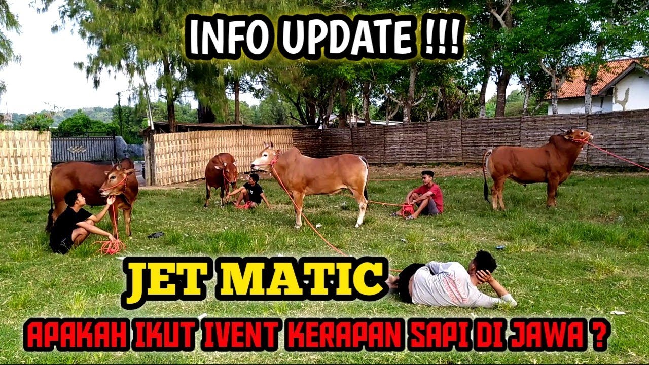 Info Update Team Jet Matic Go Ivent Kerapan Sapi di Jawa - YouTube