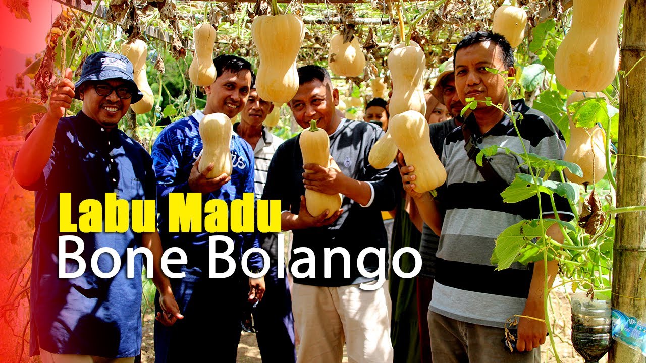 Mengintip Labu Madu Hasil Kelompok Tani Al-Hidayah, Bone Bolango ...