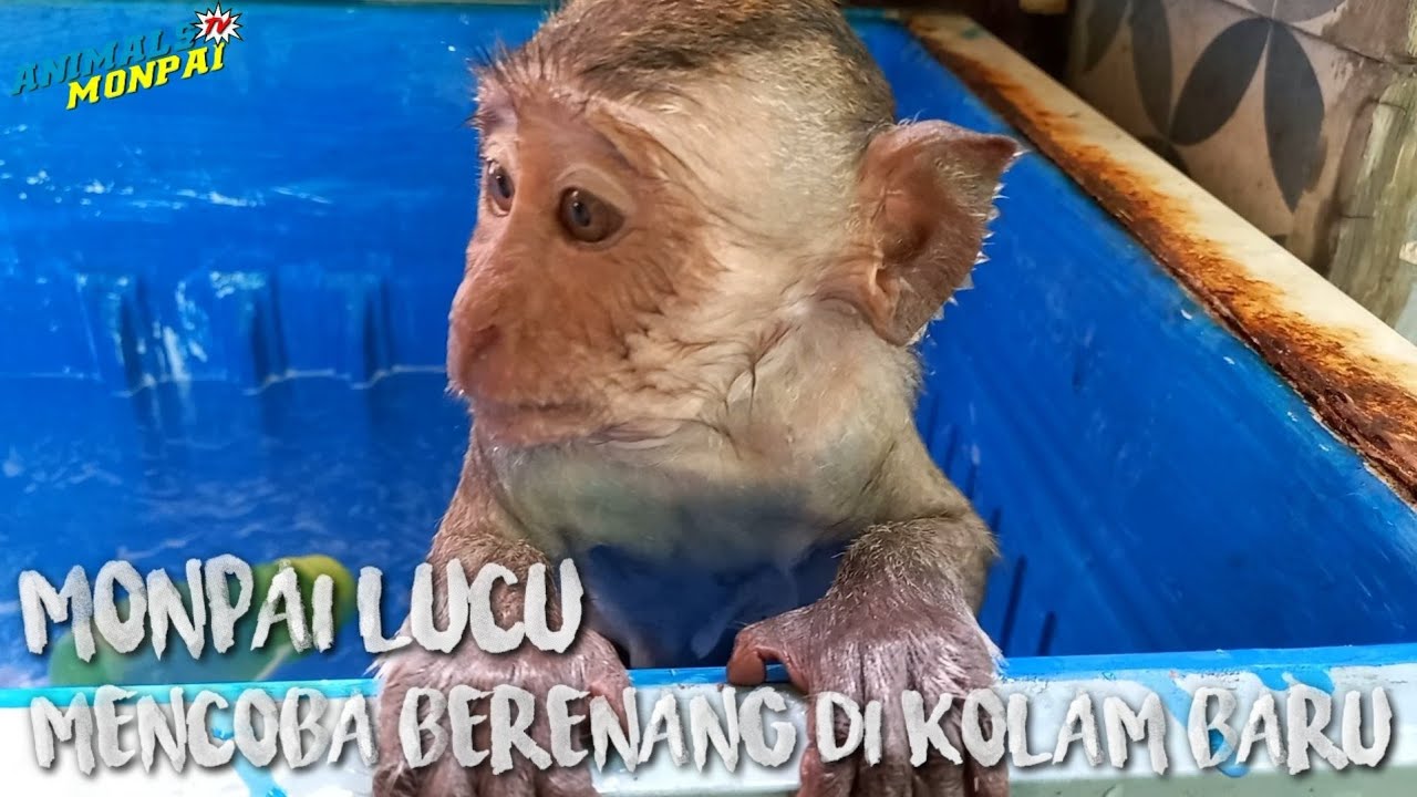 baby monpai is very happy to swim in the new pool #animalsmonpaitv # ...