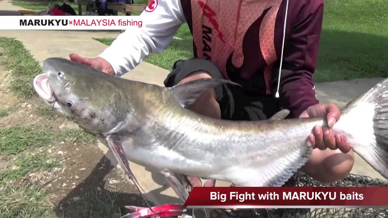 MARUKYU MALAYSIA fishing × MARUKYU baits - YouTube