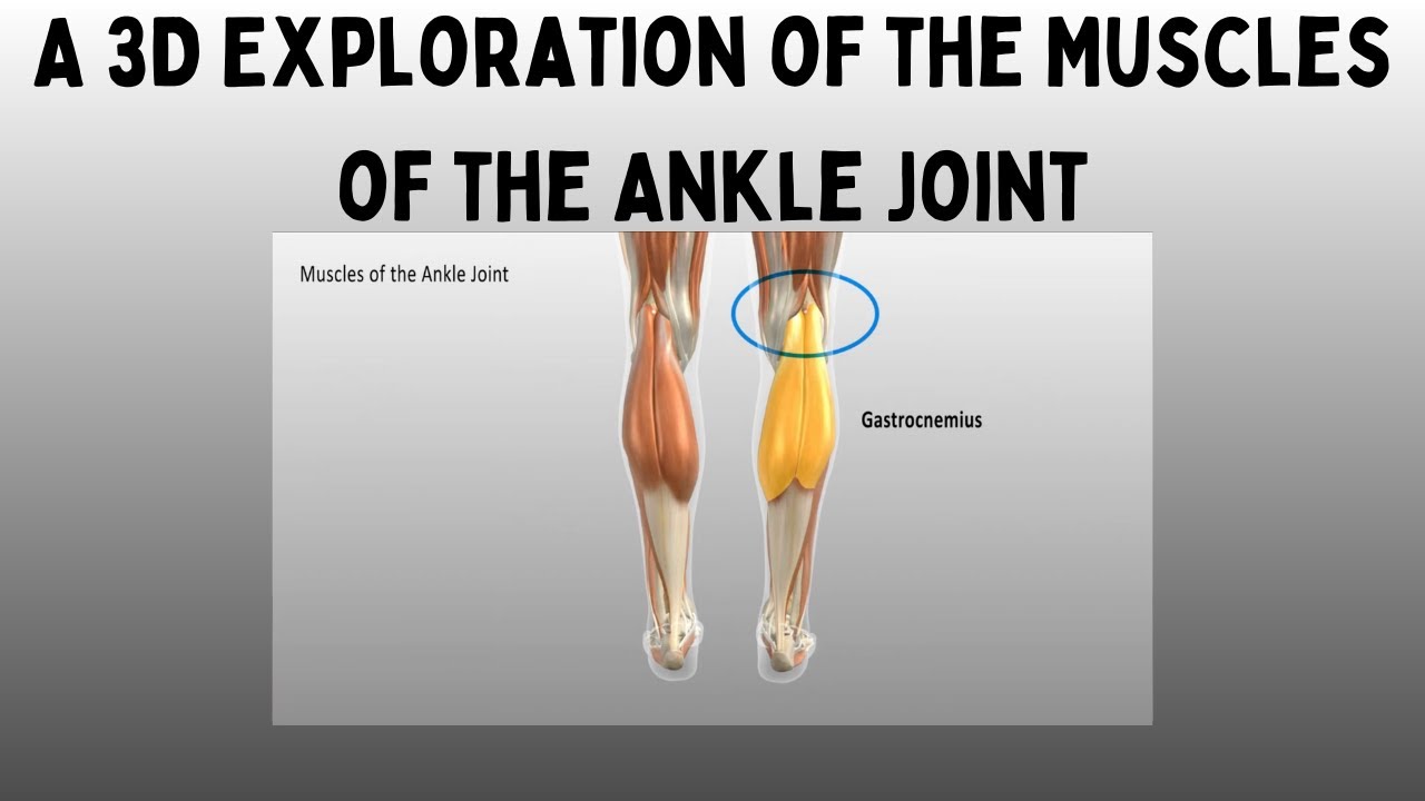 A 3D Exploration of the Muscles of the Ankle Joint - YouTube