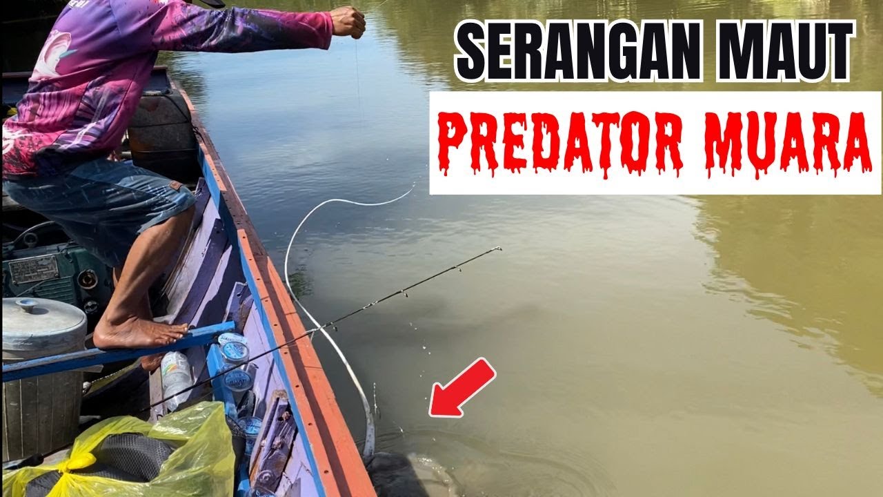 NGERI Mancing di Muara Malah Strike Ikan Pari Babon pakai umpan Udang Hidup Spot Sungai Mahakam ...