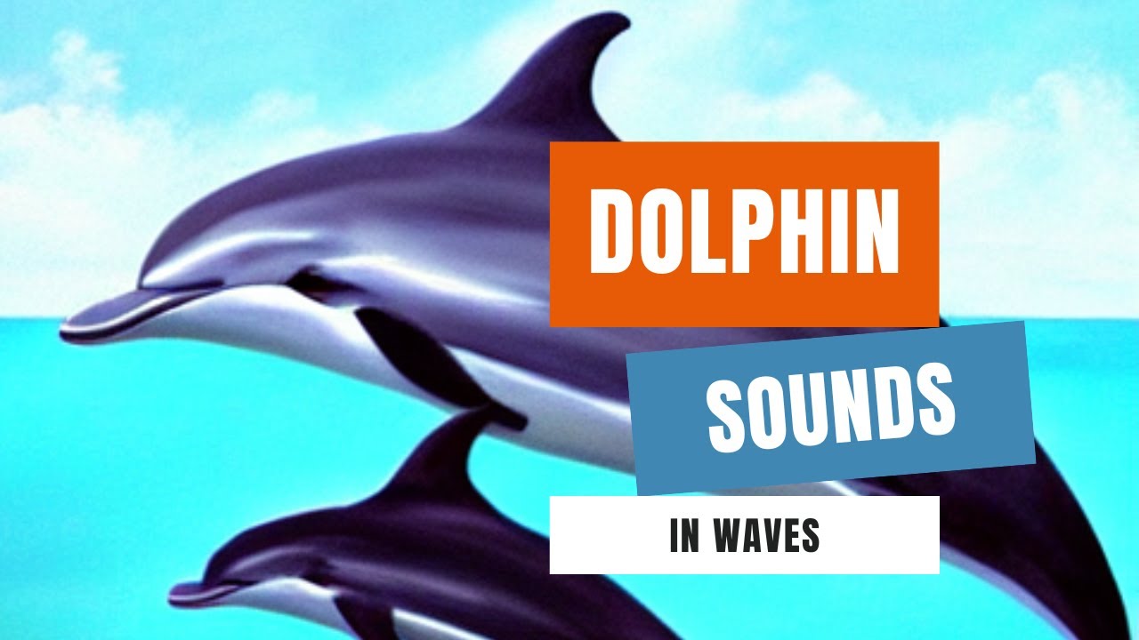Dolphin Symphony. Ocean Waves and Dolphin Voices. 4K - YouTube