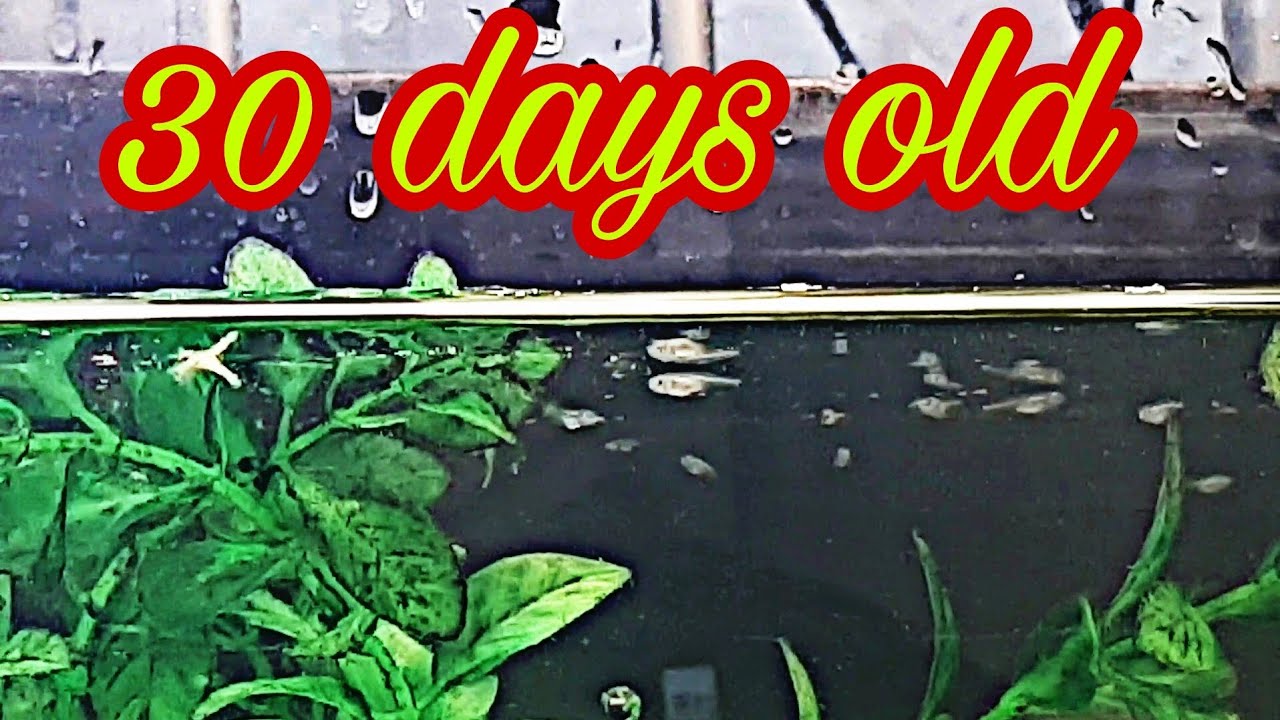 Baby Fish Care /Amazing Danio Fish From Birth To Fry / From Day 01 To ...