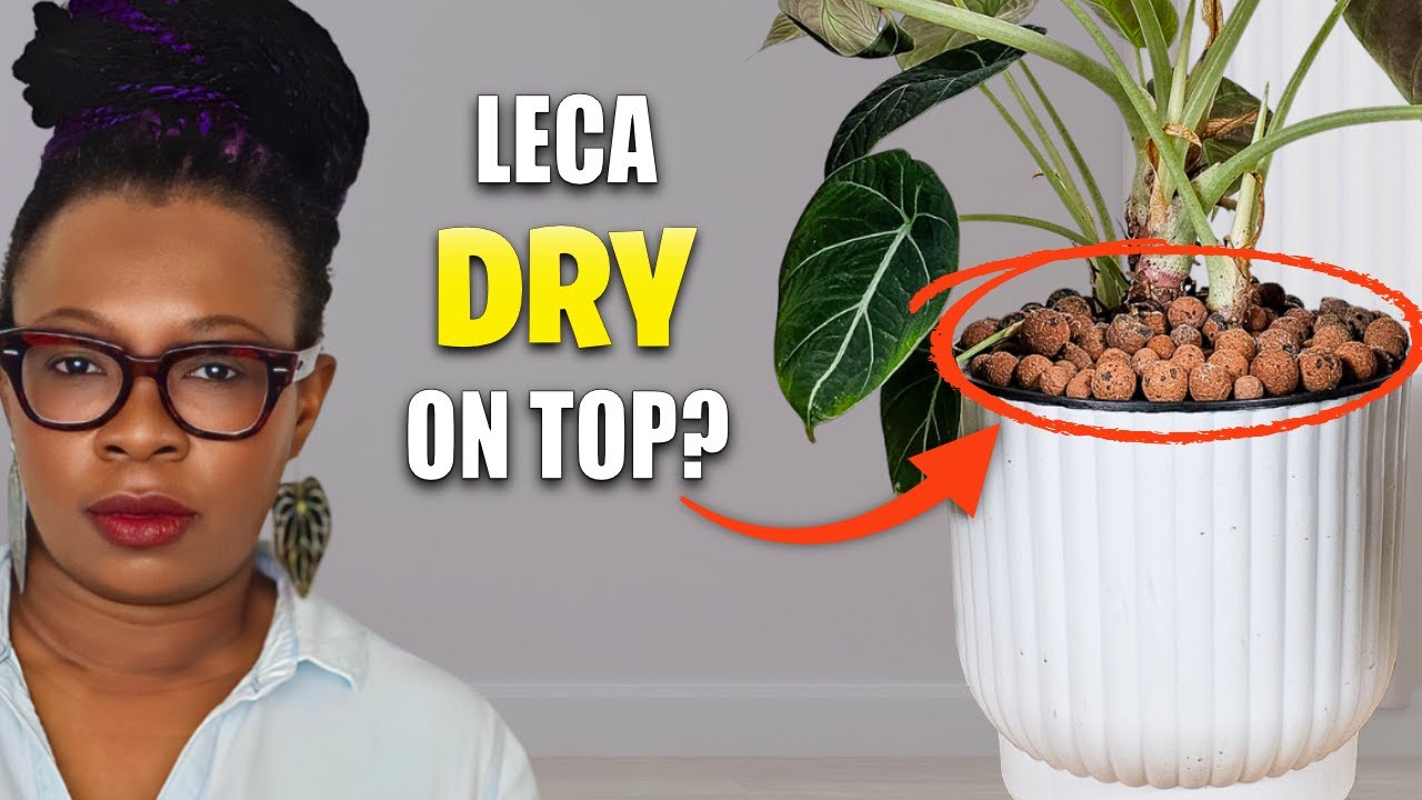 Why Your LECA Is Dry On Top (And Why You Shouldn't Worry) - YouTube