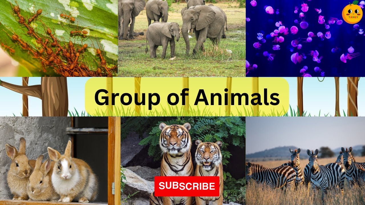 Animals Group Name| Group of Animals| Collective Nouns for Animals| IEO ...