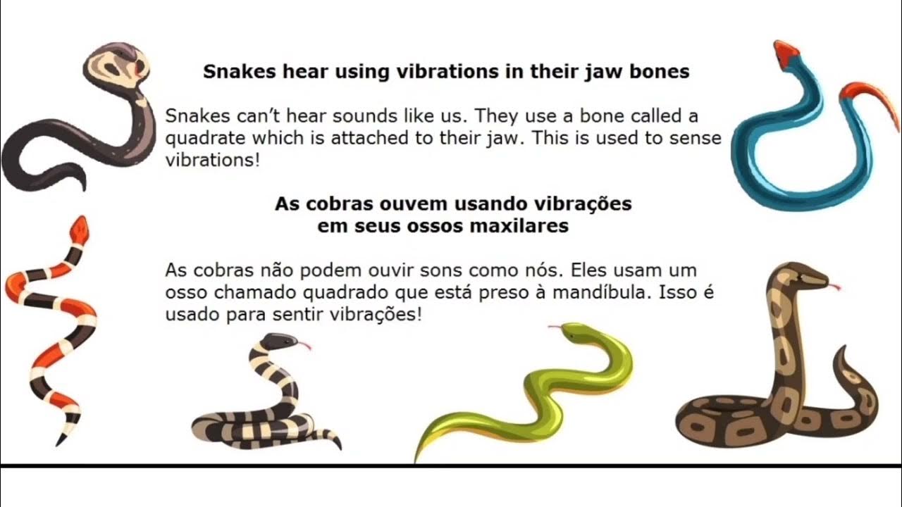 Curiosities about Snakes/ Curiosidades sobre Cobras - YouTube