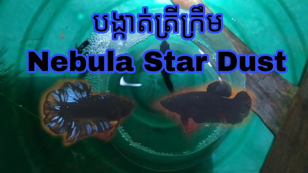 បង្កាត់ត្រីក្រឹមNebula Star Dust /breeding betta Nebula Star Dust /# ...