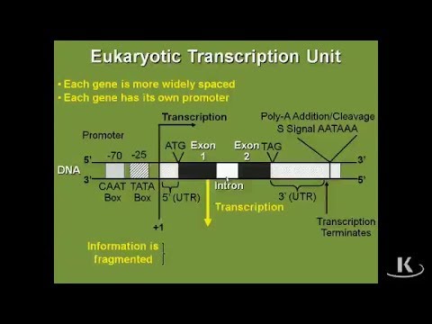 Production of Eukaryotic Messenger RNA|Biochemistry - YouTube
