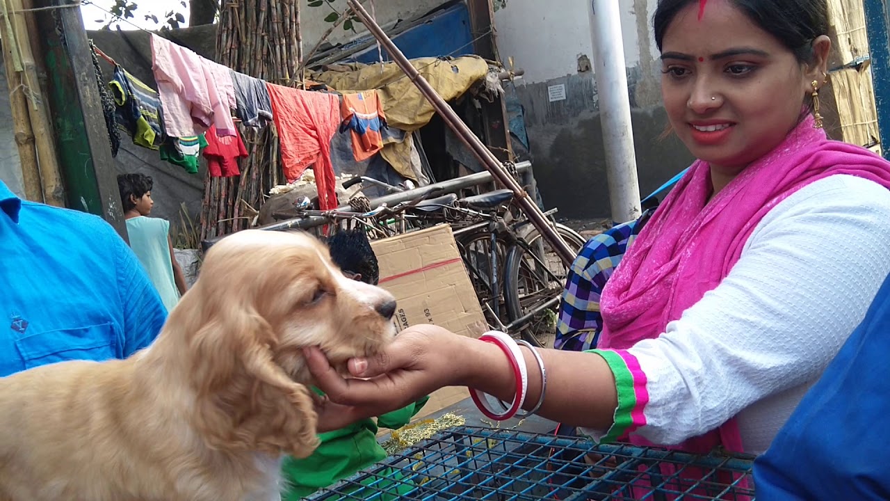 Cute Culture Pom Rottweiler English Cocker Spaniel For You l Price Pom ...