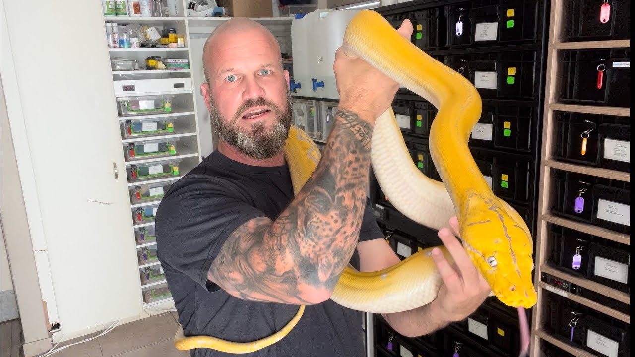 Goldenchild purple albino retic Python. Handling techniques and advice for a more aggressive ...