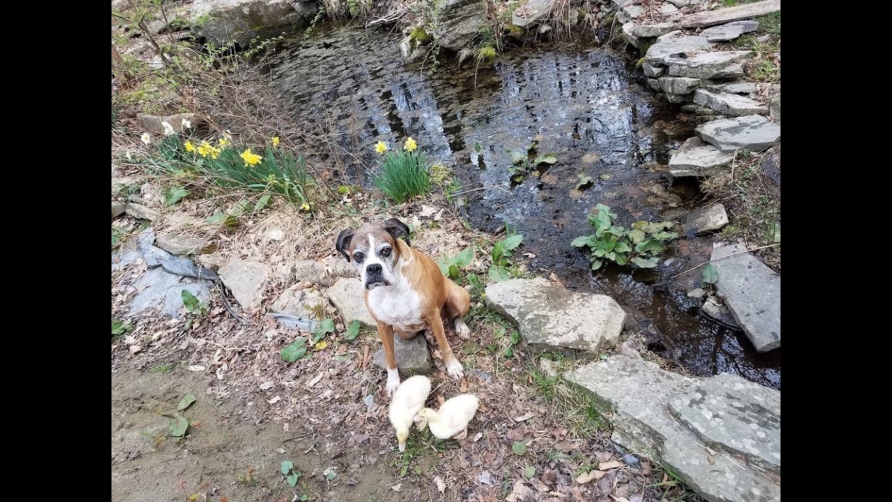 How our Natural Springs Work on the Homestead Homemade water Supply ...