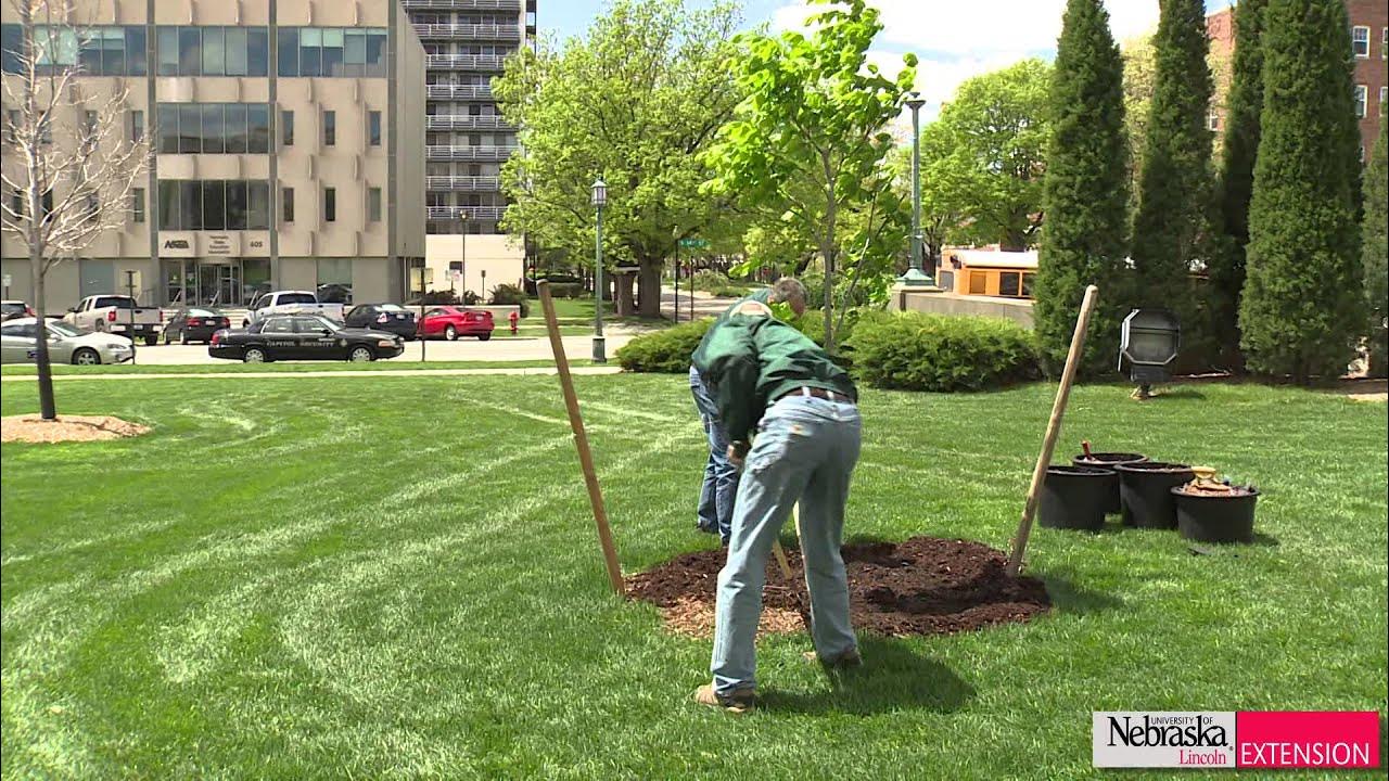 Planting Trees at the Correct Depth - YouTube